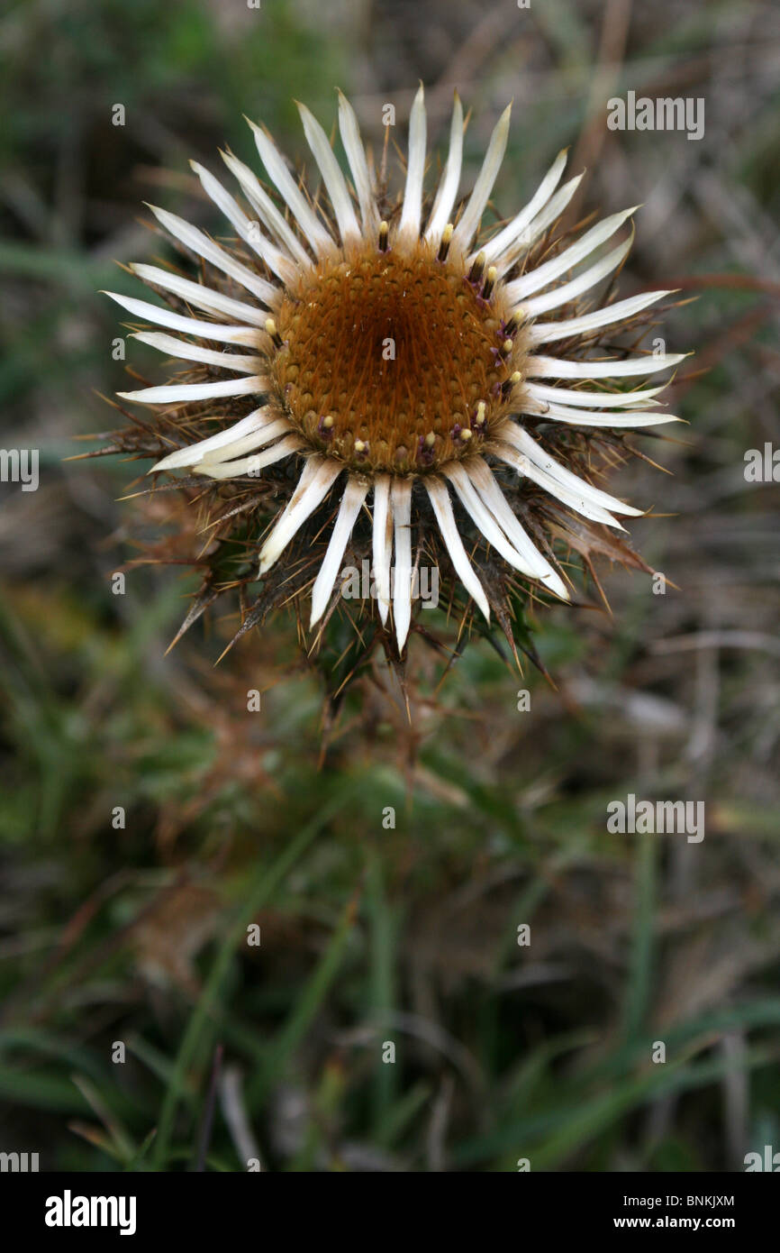 Great carline thistle hi-res stock photography and images - Alamy