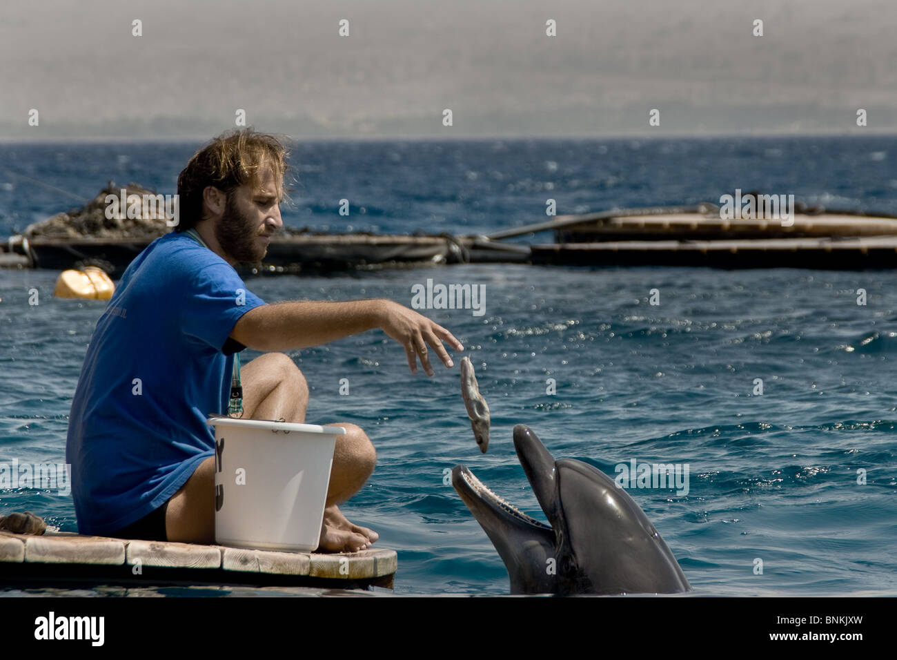 Feeding a Dolphin Stock Photo - Alamy