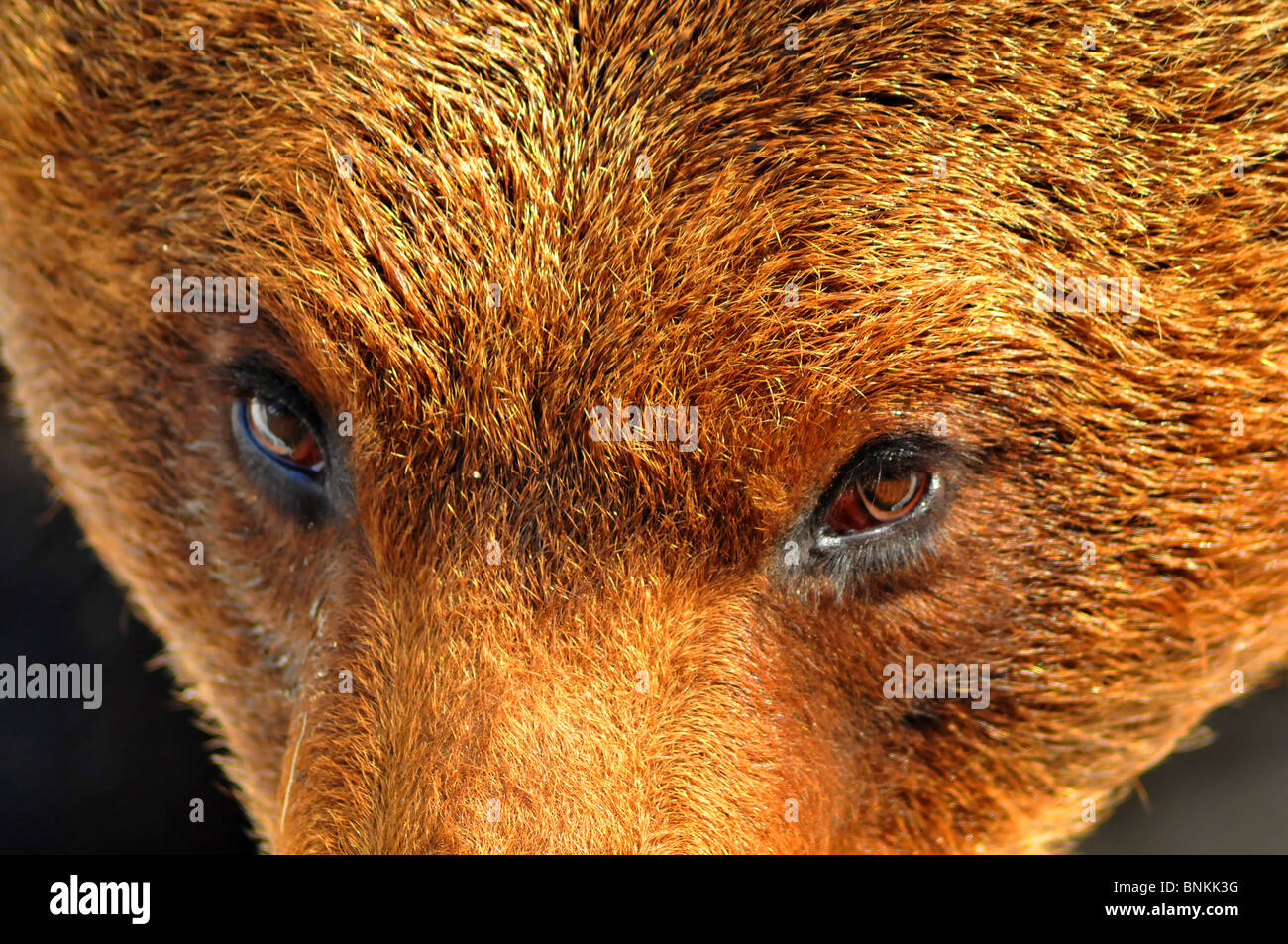 Bear brown bear ursus brown gray-haired kodiak head head fur fur eye ...