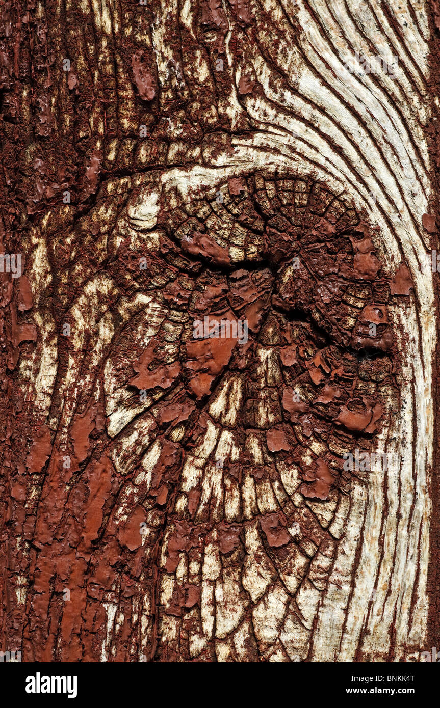 Weathered knot in flaking painted wood - France Stock Photo - Alamy