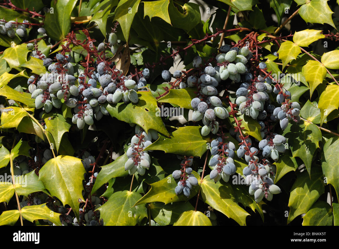 Mahonia hi-res stock photography and images - Alamy
