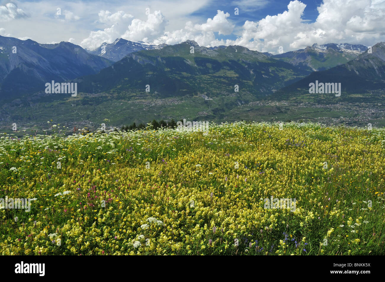 Switzerland Alps mountains meadows flowers trees green clouds fields ...