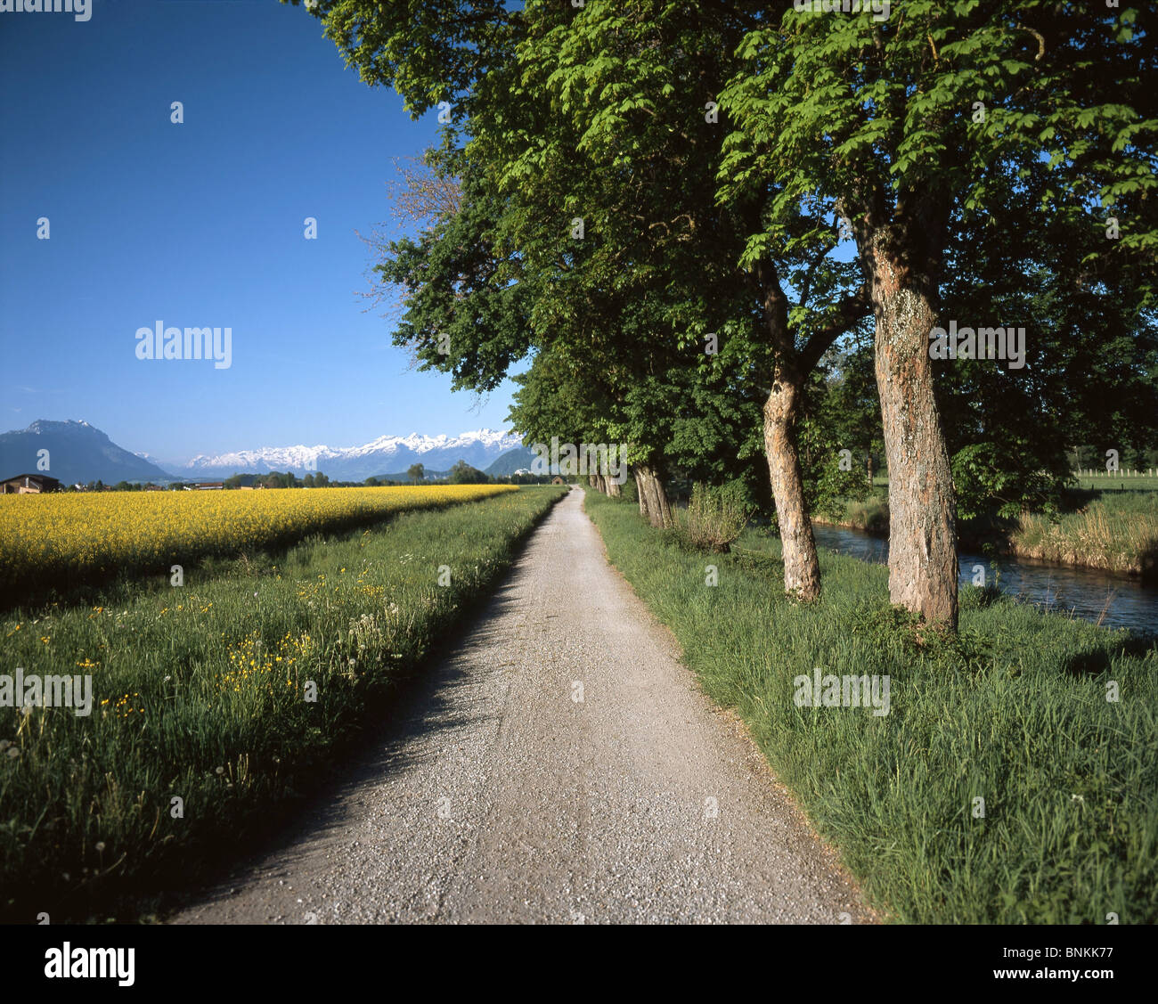 Switzerland scenery way avenue country lane river flow Rhine Valley ...