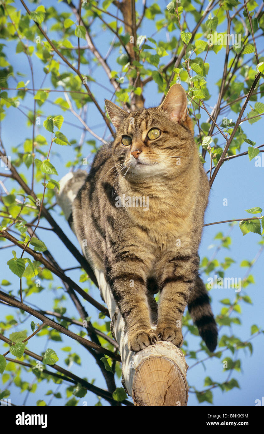 domestic cat tree Stock Photo - Alamy