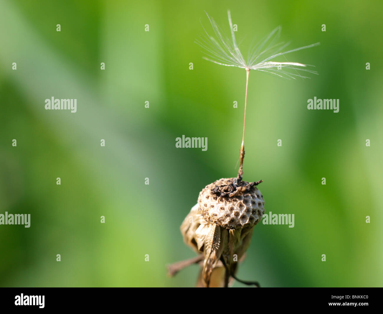 Dandelion Seed Design High Resolution Stock Photography and Images - Alamy