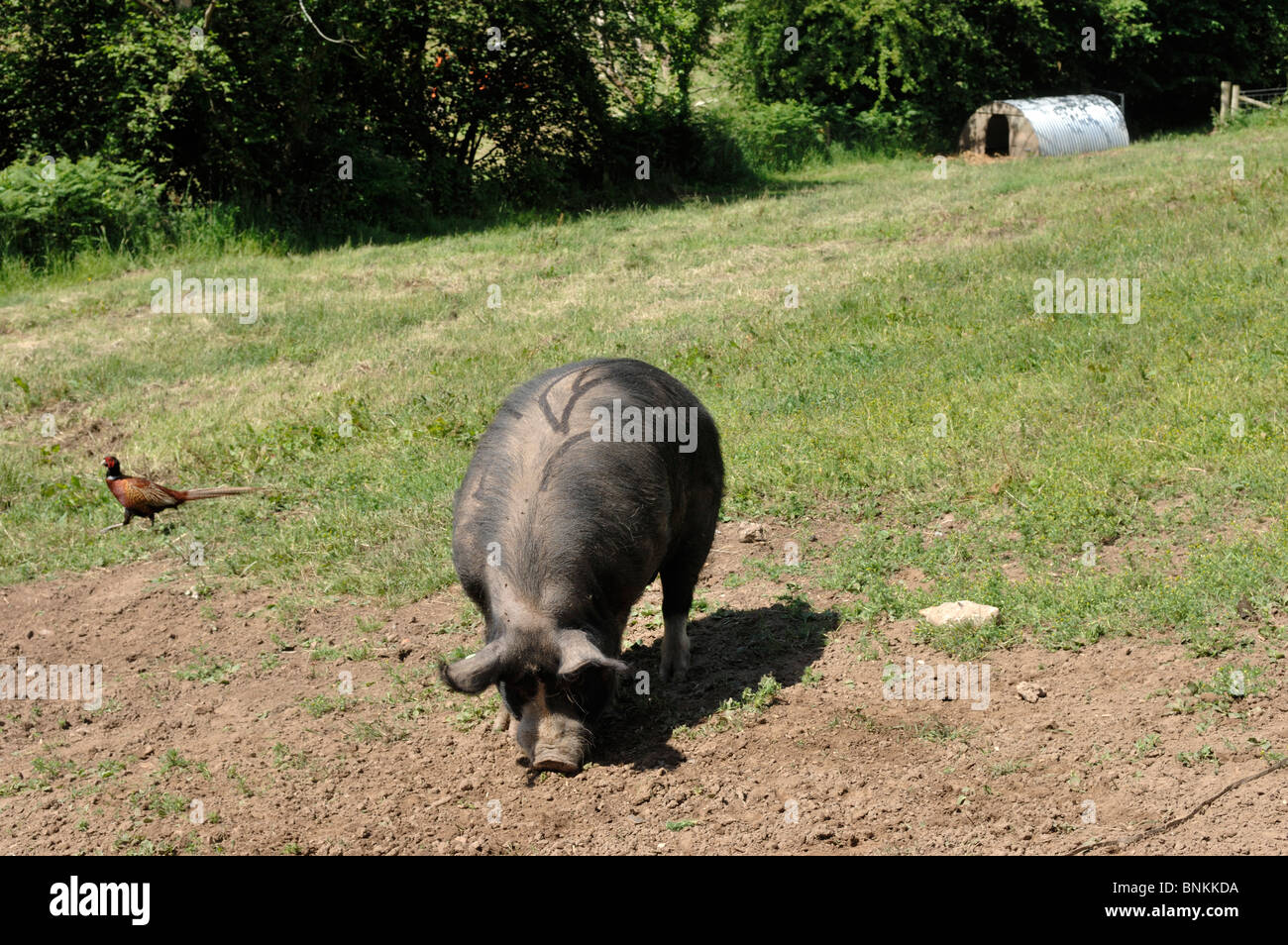Feed nuts hi-res stock photography and images - Alamy