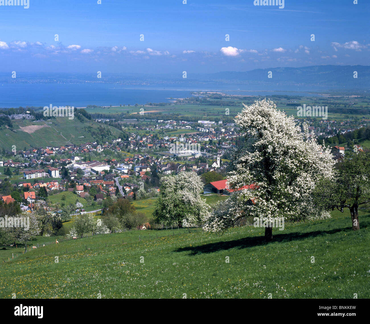 Switzerland Thal spring scenery trees fruit-trees blossoming canton St ...