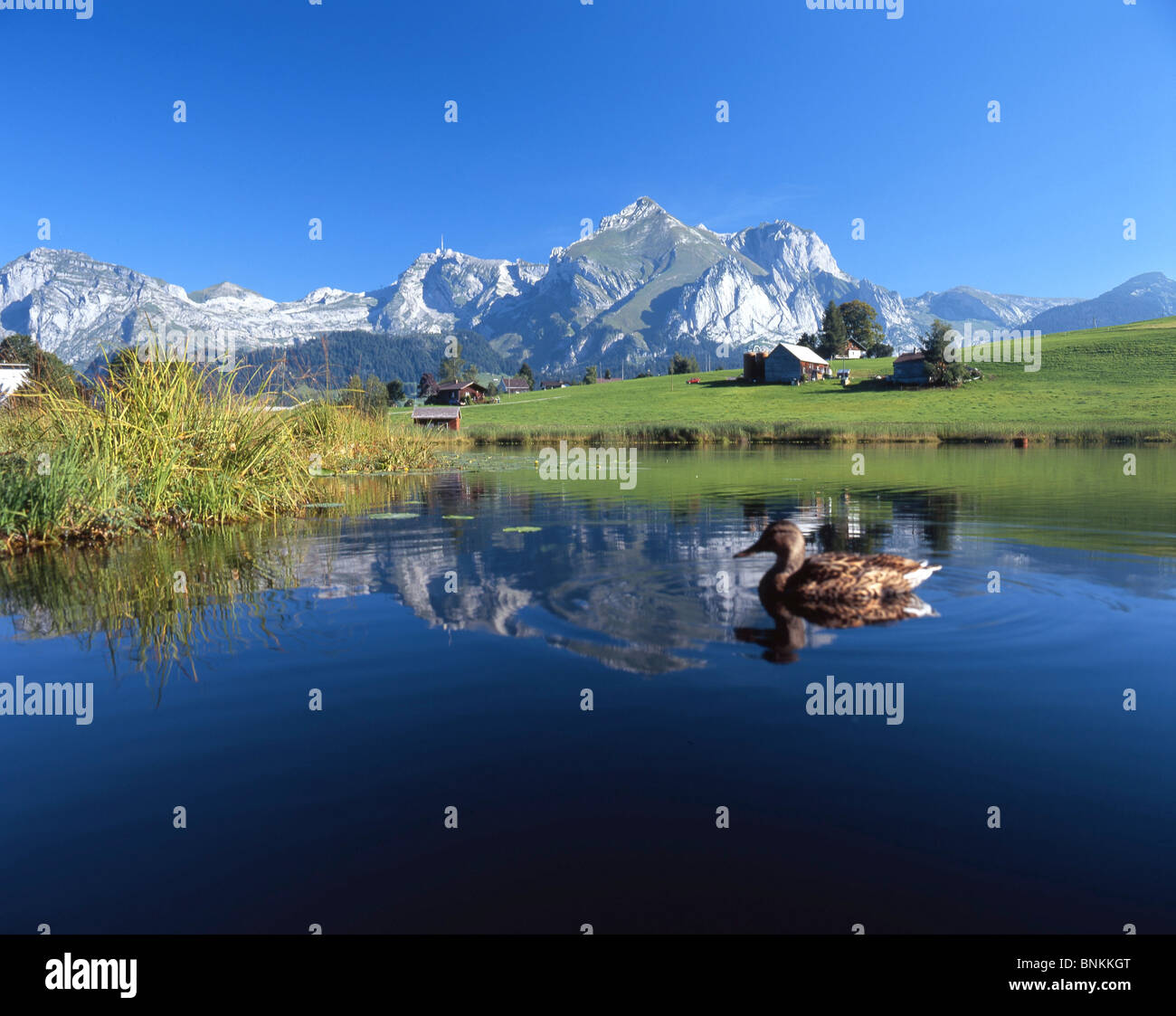 Switzerland lake sea Schwendisee Wildhaus duck idyllic canton St ...