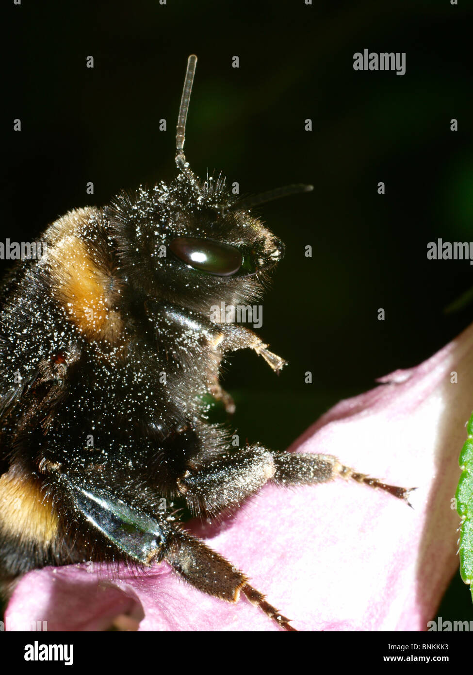 Dumbledore hi-res stock photography and images - Alamy