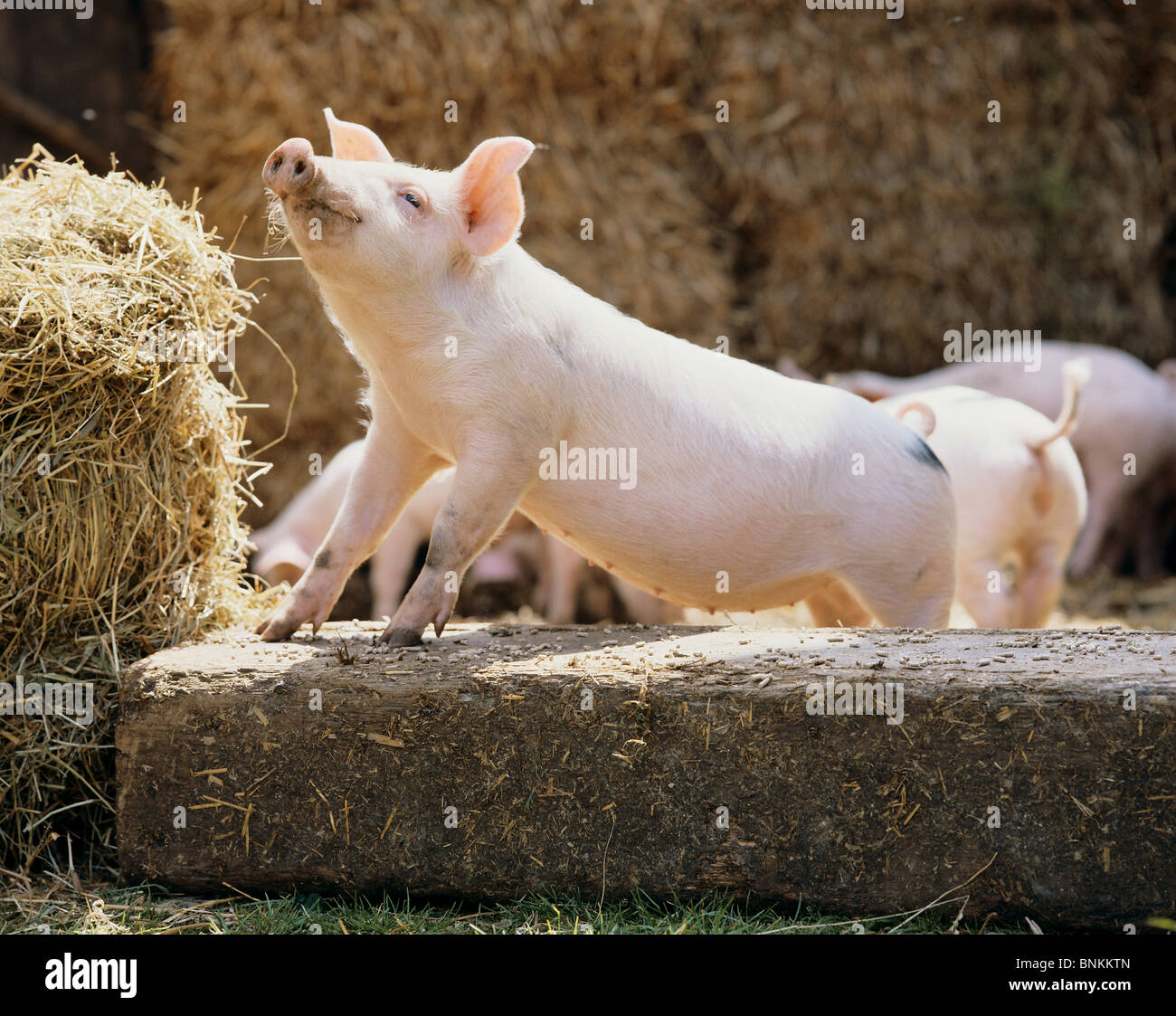 Domestic pig. Piglet stretching Stock Photo - Alamy