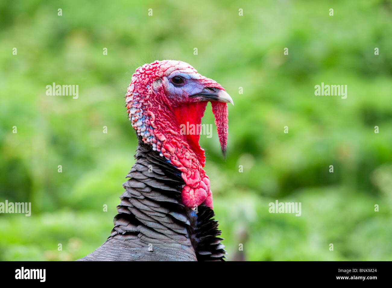 Turkey snood hi-res stock photography and images - Alamy