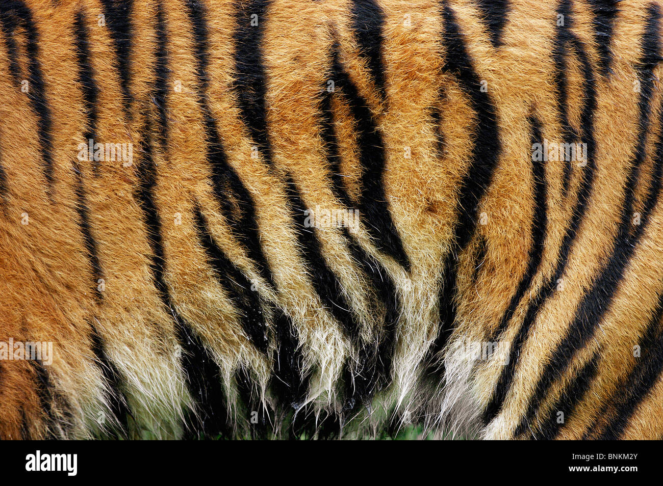 Sumatran Tiger (Panthera tigris sumatrae), close-up of skin Stock Photo ...