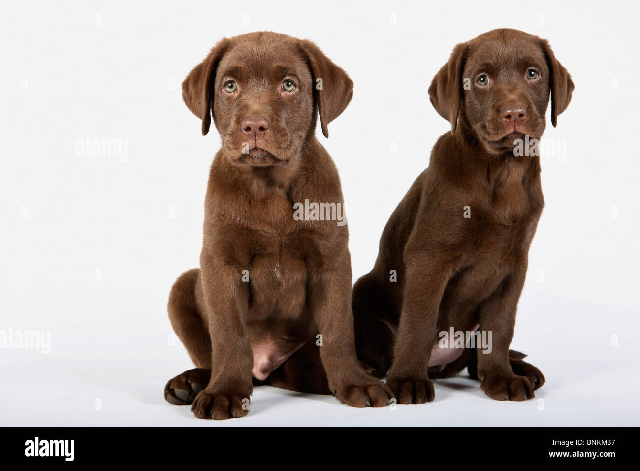 Labrador puppy two cutout hi-res stock photography and images - Alamy