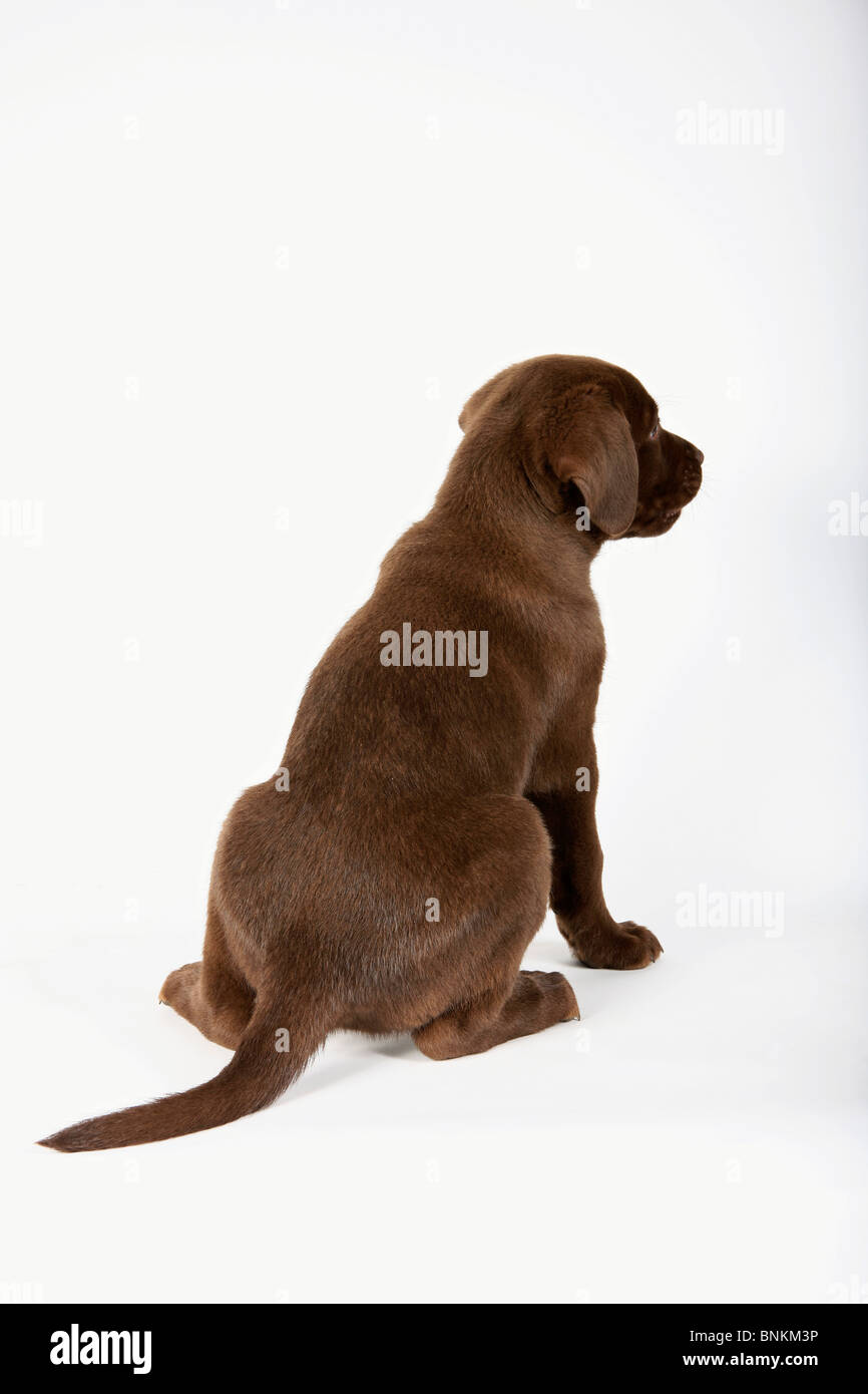 Labrador Retriever dog - puppy - sitting Stock Photo - Alamy