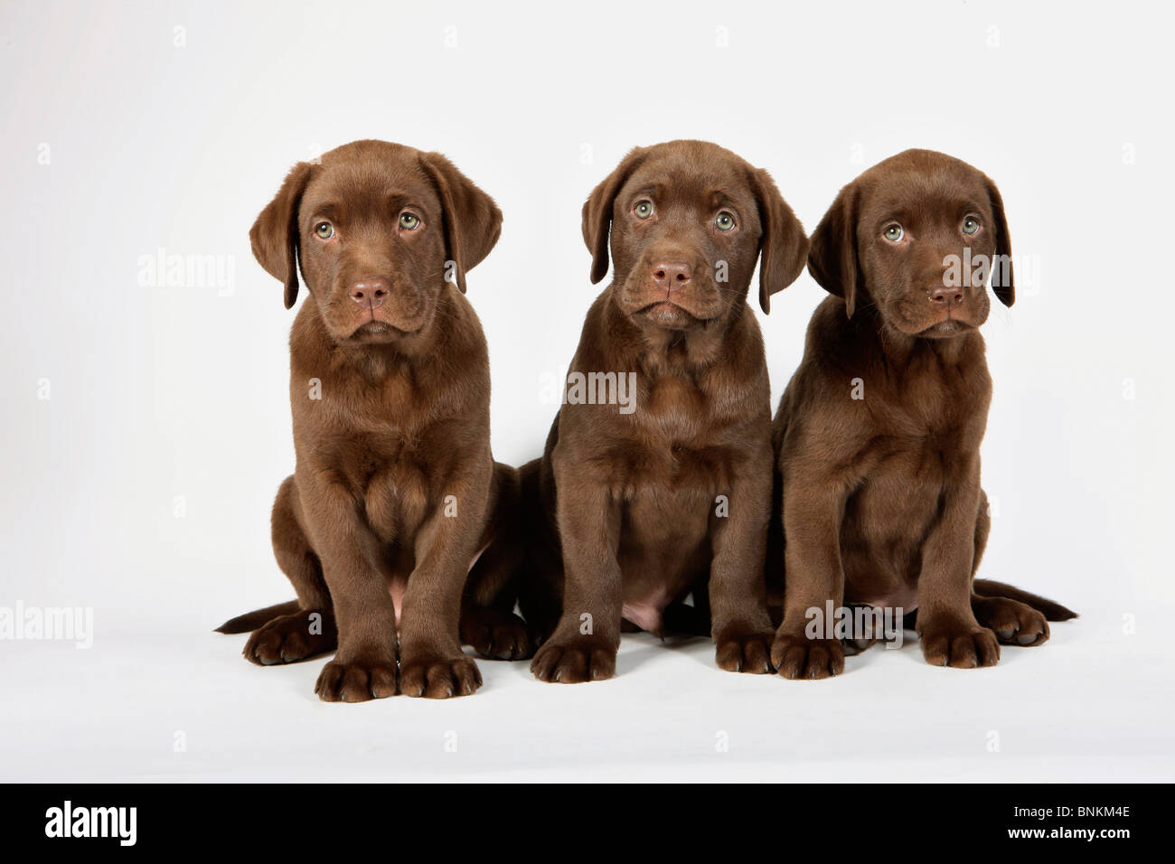 3 Labrador Retrievers High Resolution Stock Photography and Images - Alamy