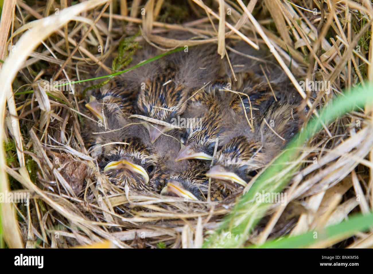 Whinchat nest hi-res stock photography and images - Alamy