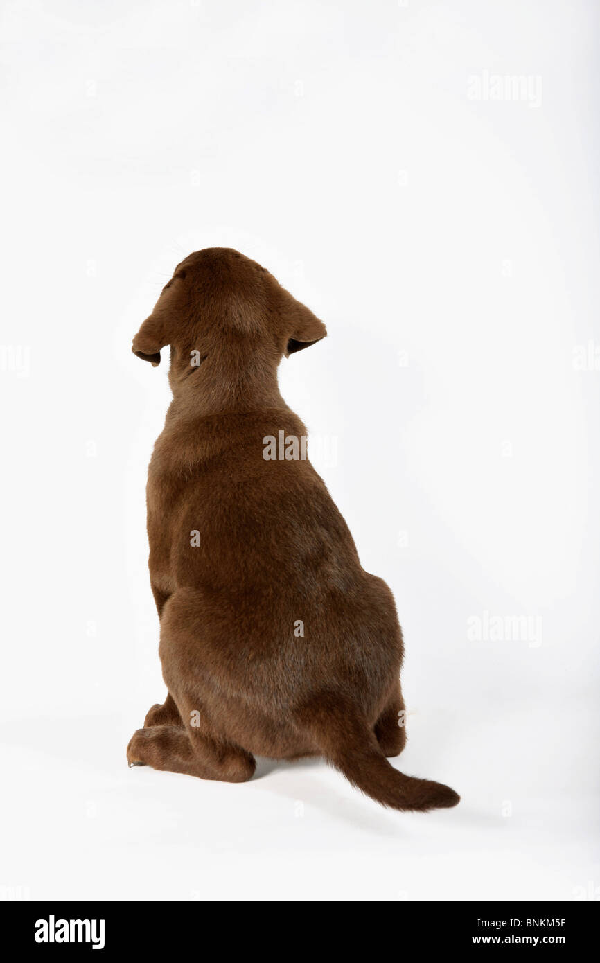 Labrador retriever dog sitting back hi-res stock photography and images ...