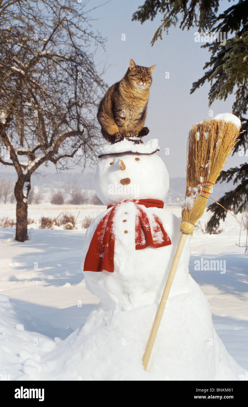 tabby domestic cat snowman Stock Photo - Alamy