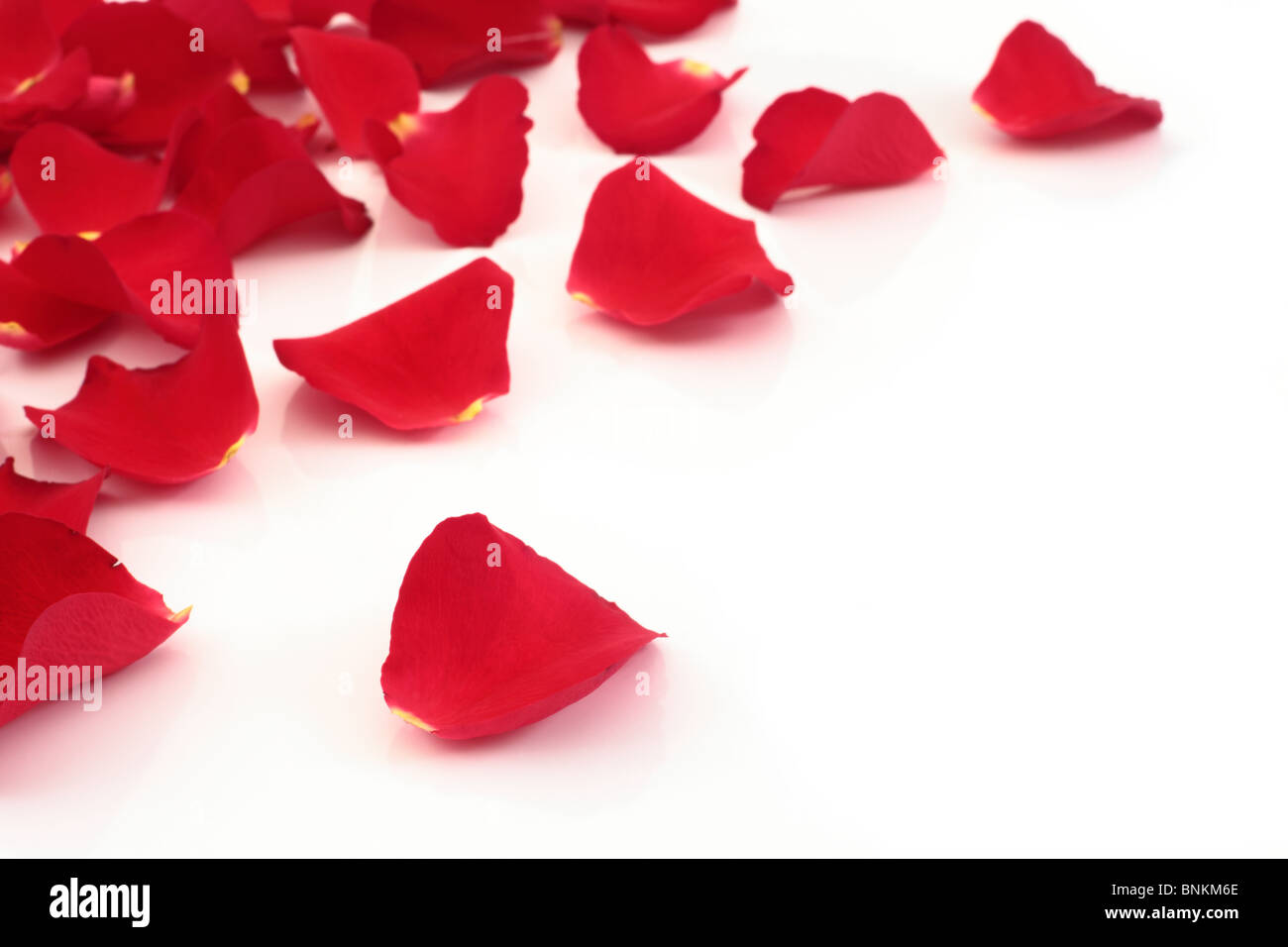 red rose petals scattered on a white background Stock Photo - Alamy