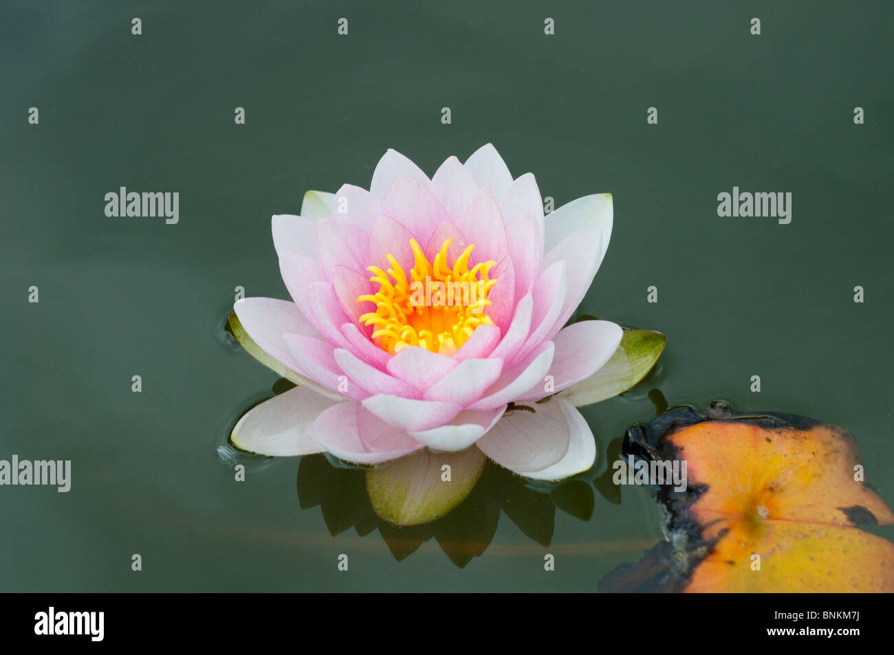 Water lily nymphaea darwin hi-res stock photography and images - Alamy