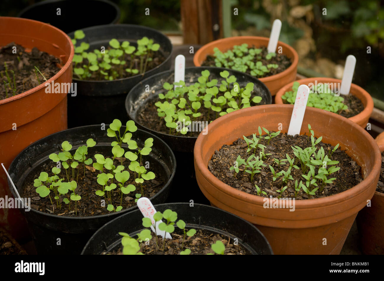Green plantpot hi-res stock photography and images - Alamy