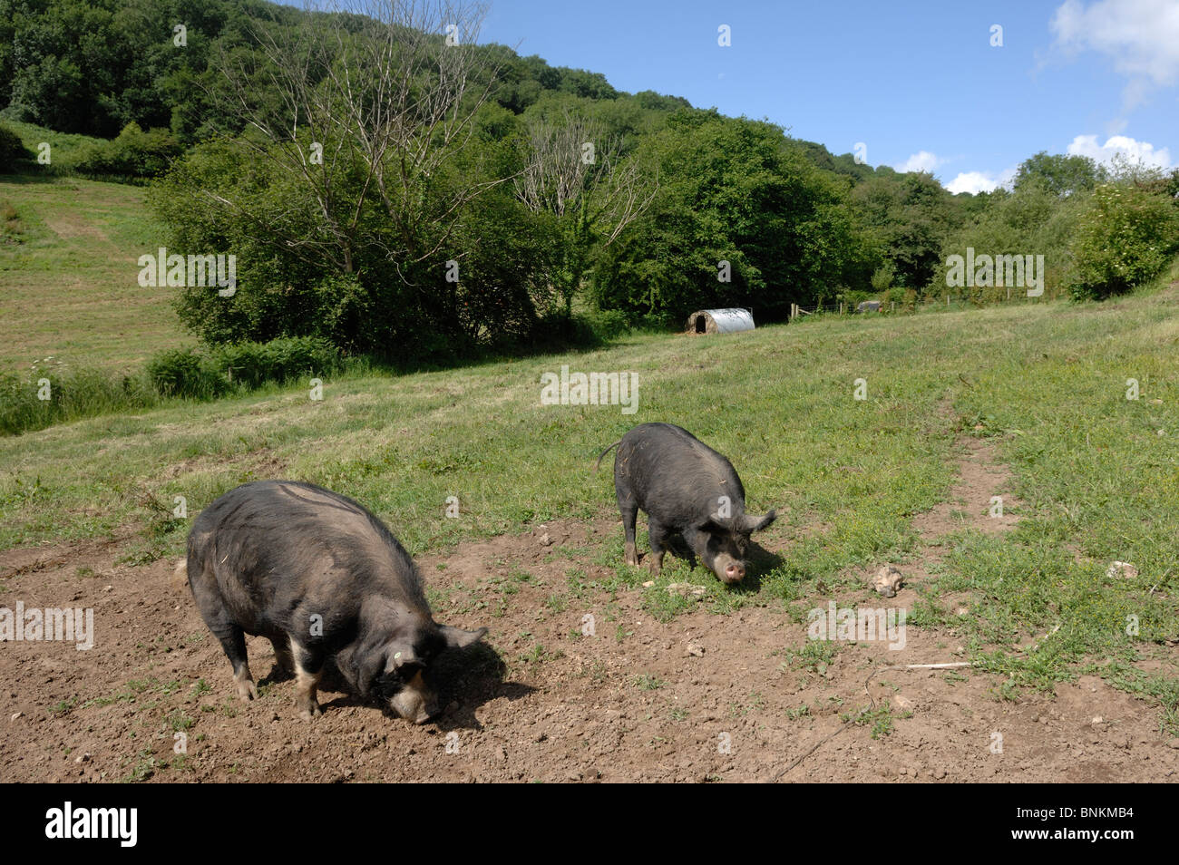 Pig ark hi-res stock photography and images - Alamy