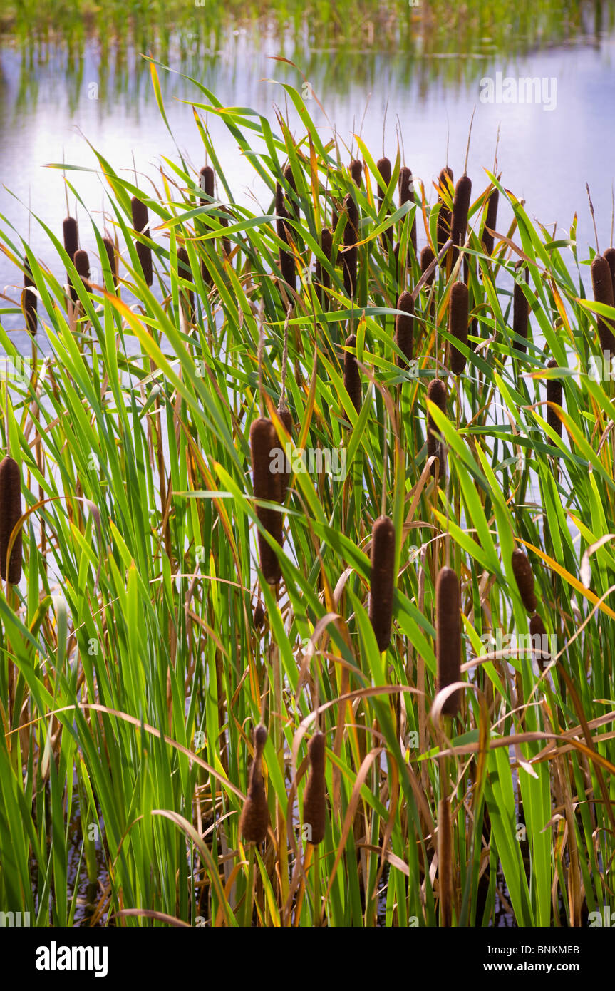 Lesser bulrush Typha angustifolia brown growing at edge of water Stock ...