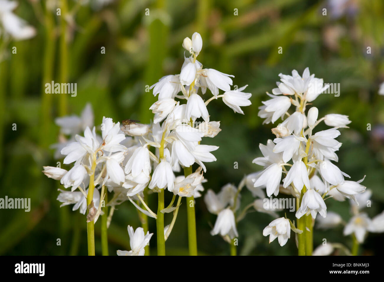 White Spanish Bluebells Stock Photo - Alamy