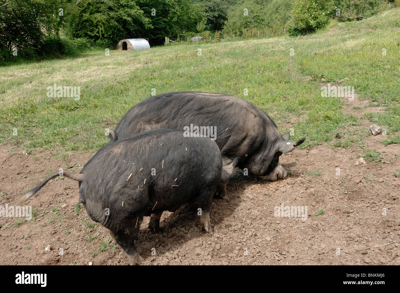 Pig ark hi-res stock photography and images - Alamy