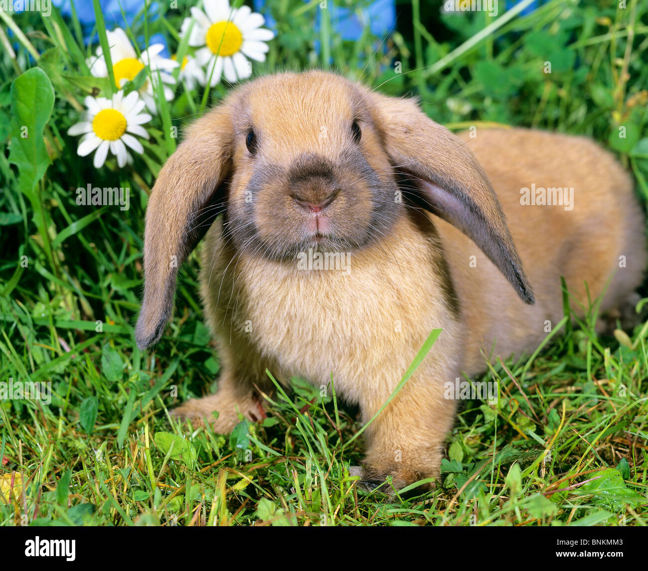 lop-eared dwarf rabbit meadow Stock Photo - Alamy