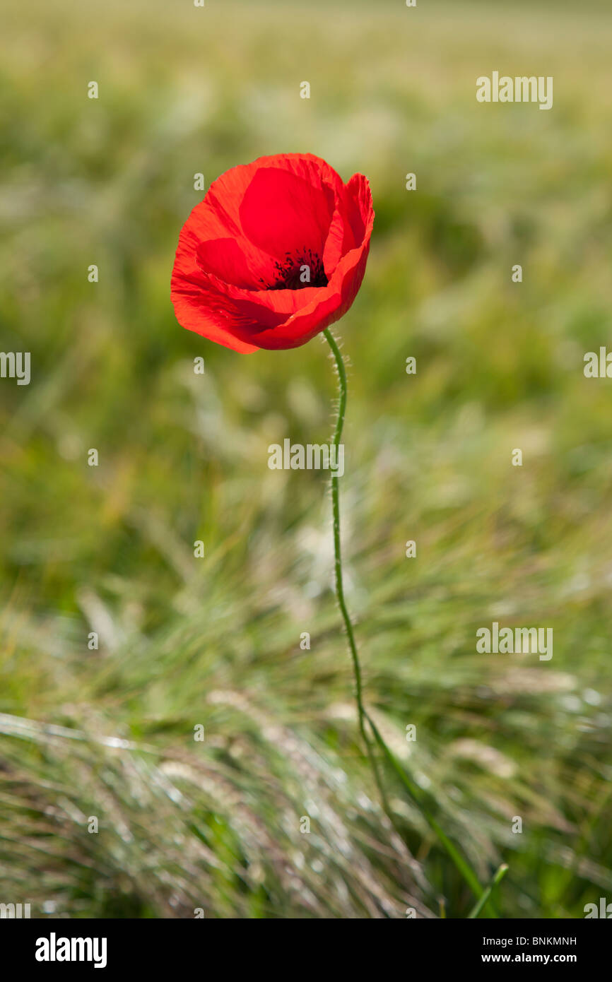 Red corn poppy hi-res stock photography and images - Alamy