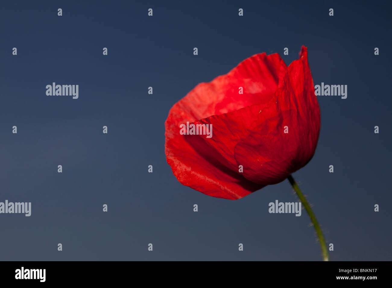 red corn poppy (Papaver rhoeas Stock Photo - Alamy