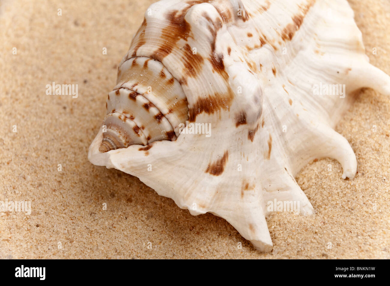 a clam on the beach Stock Photo - Alamy