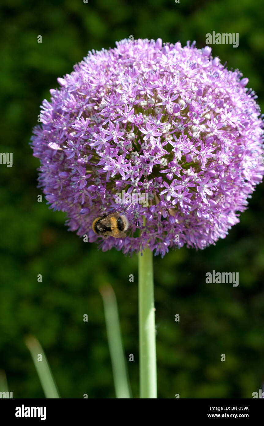 Allium Ambassador with a bee Stock Photo - Alamy