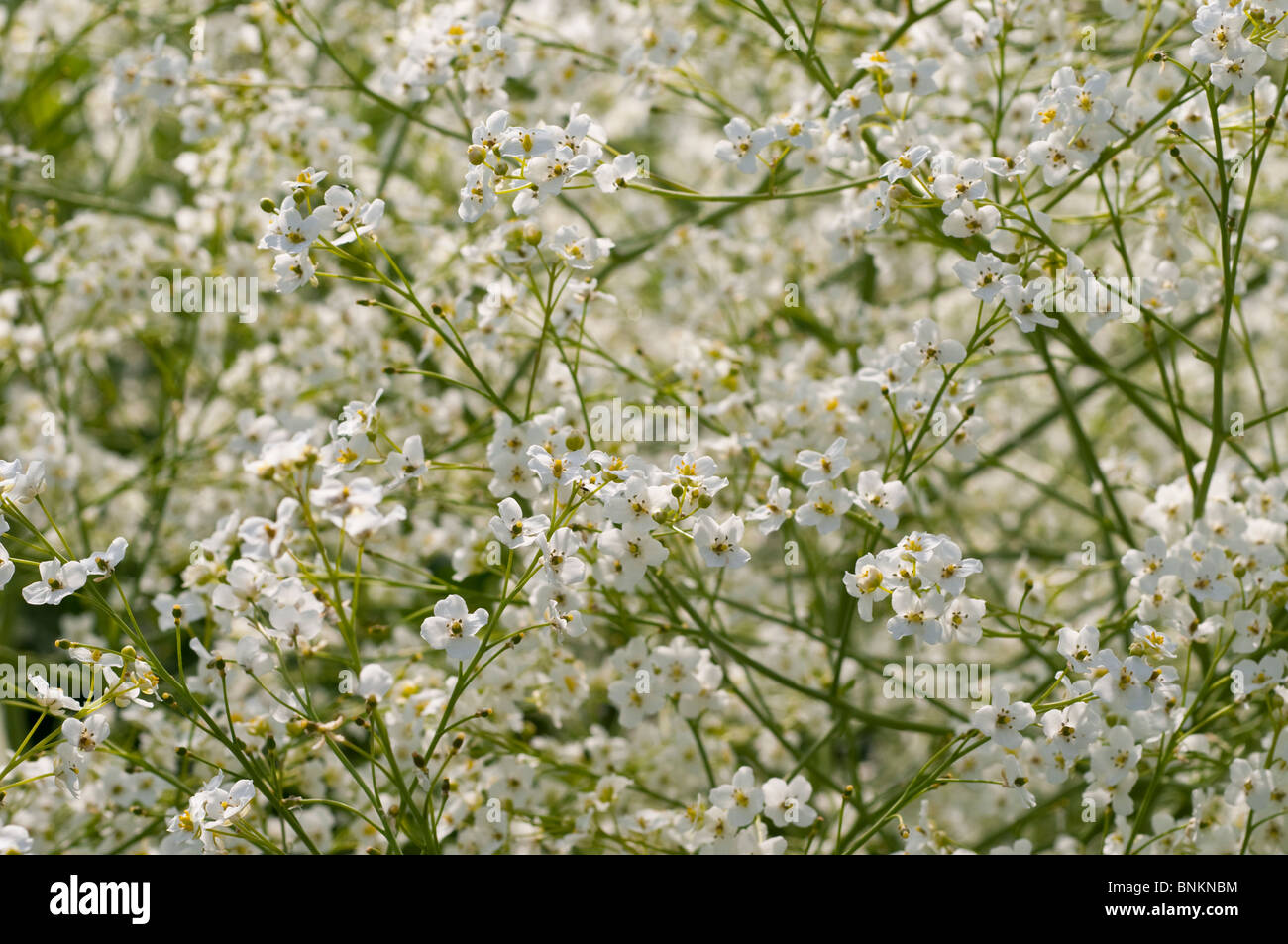 Crambe cordifolia hi-res stock photography and images - Alamy