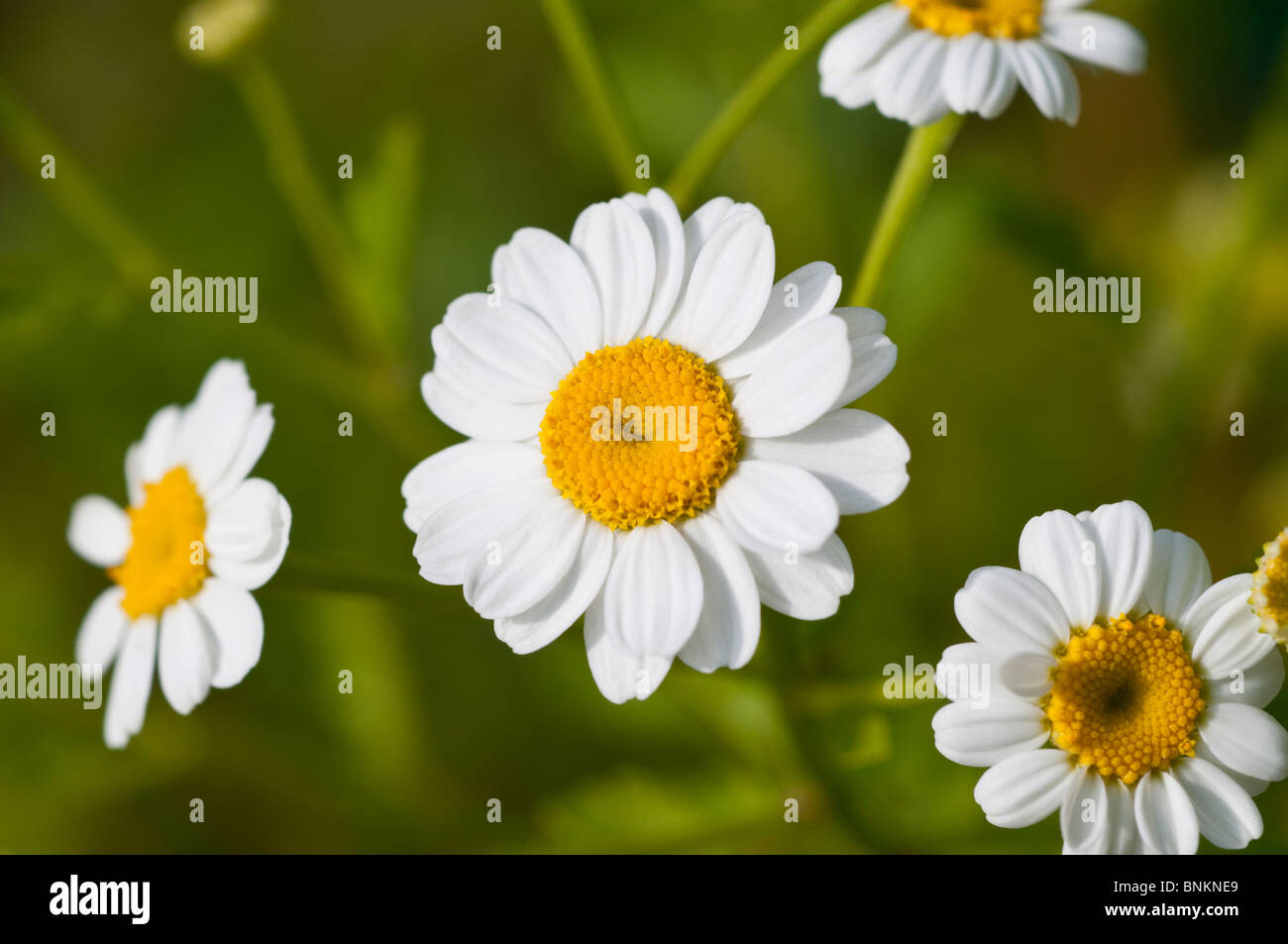 English chamomile hi-res stock photography and images - Alamy