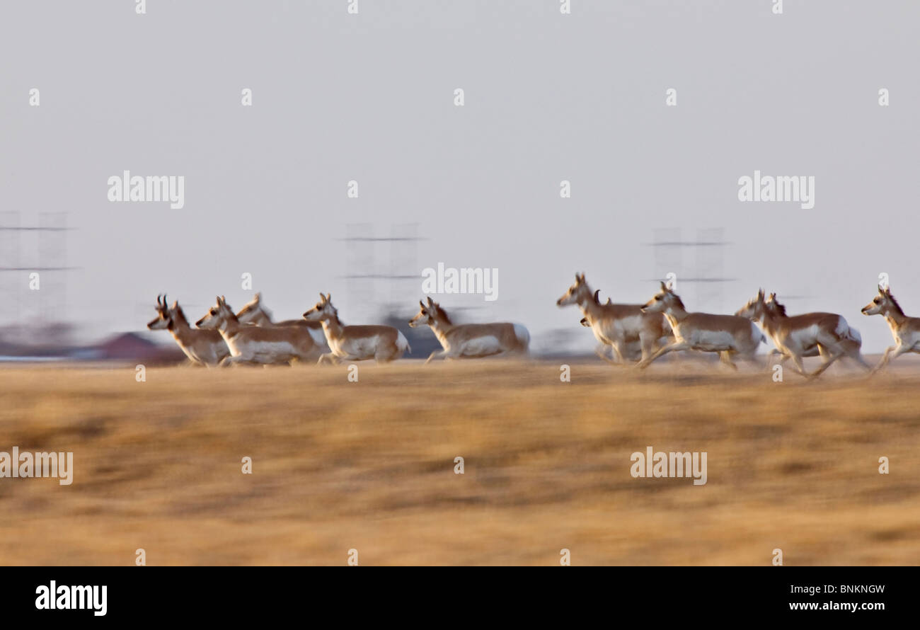 Pronghorn Antelope Saskatchewan Canada Stock Photo - Alamy