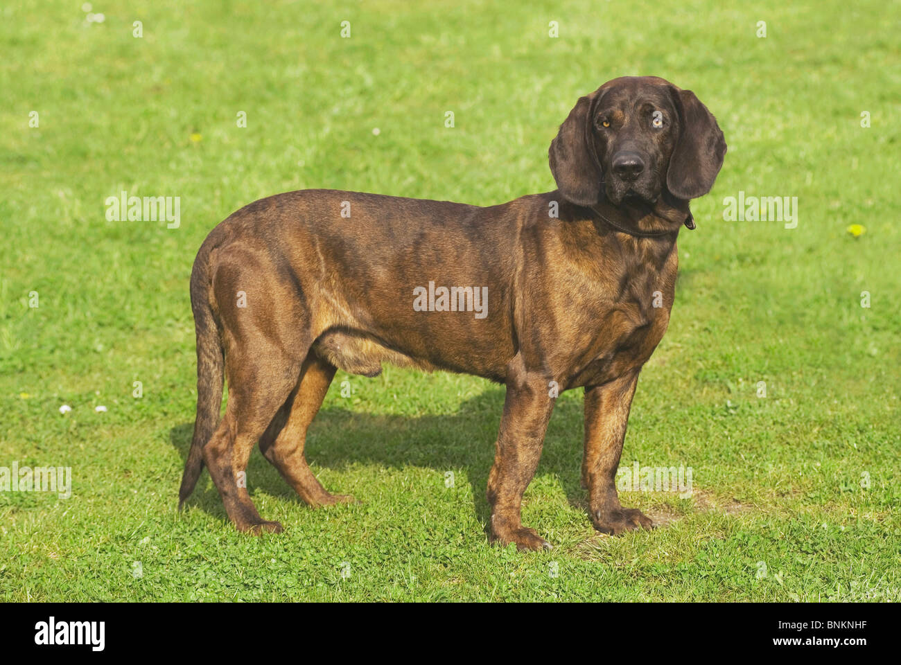 Hanover Hound dog standing meadow Stock Photo - Alamy