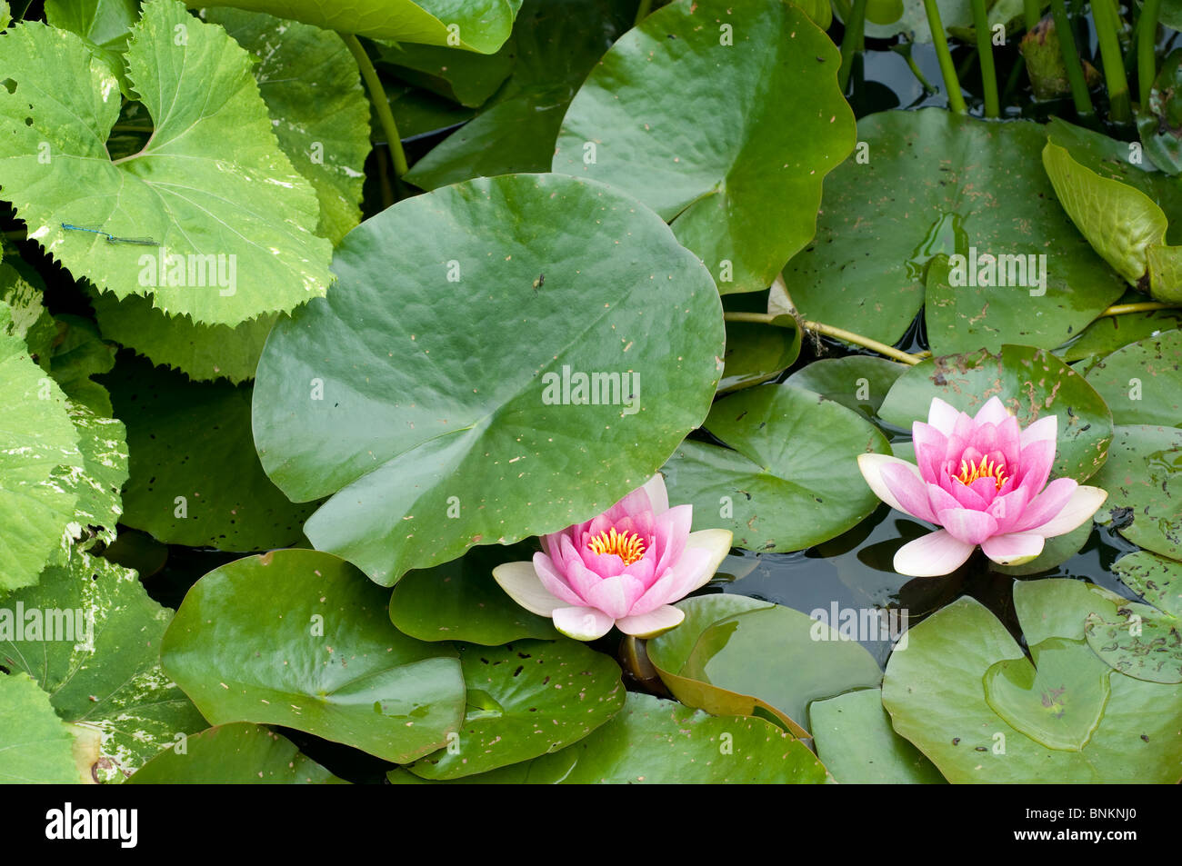 Lilies 2 High Resolution Stock Photography and Images - Alamy