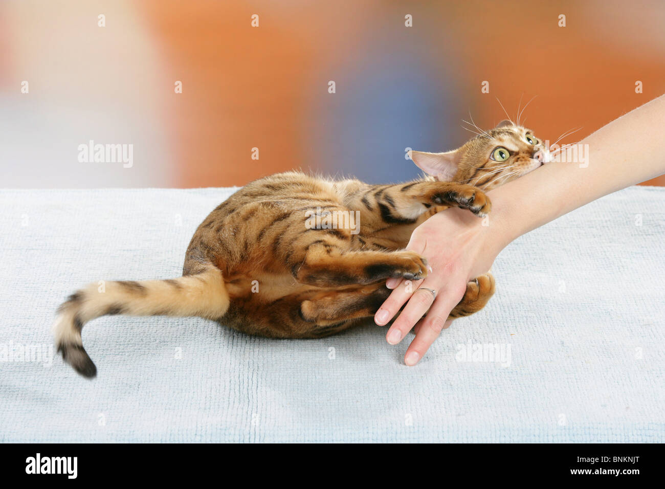 bad habit : Bengal cat biting in hand Stock Photo - Alamy