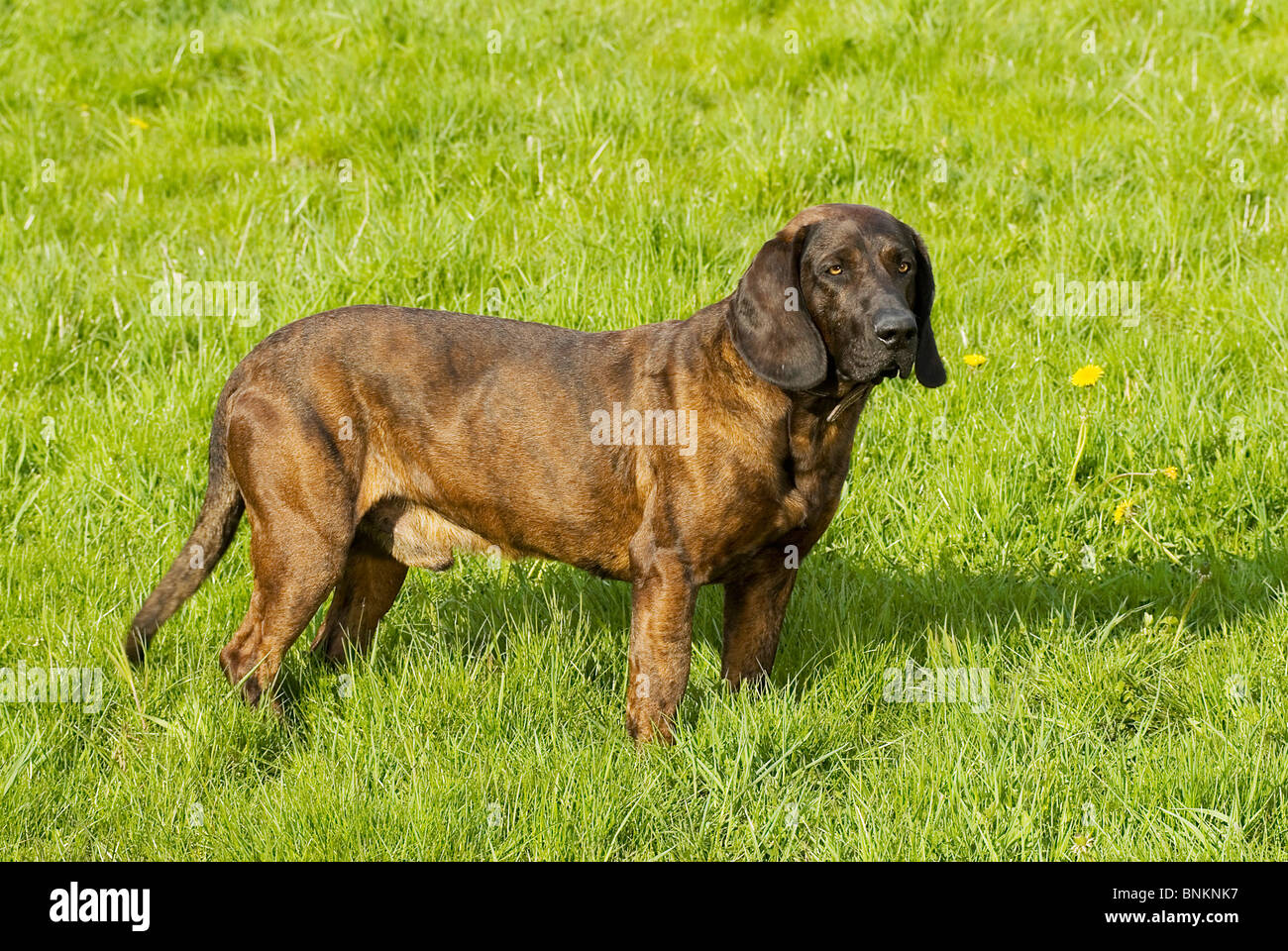 Hanover hound hi-res stock photography and images - Alamy