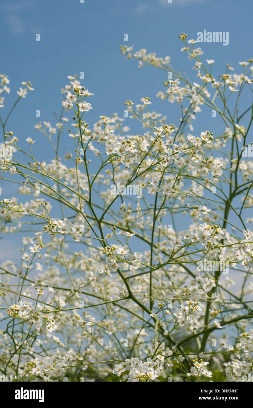 Crambe cordifolia hi-res stock photography and images - Alamy