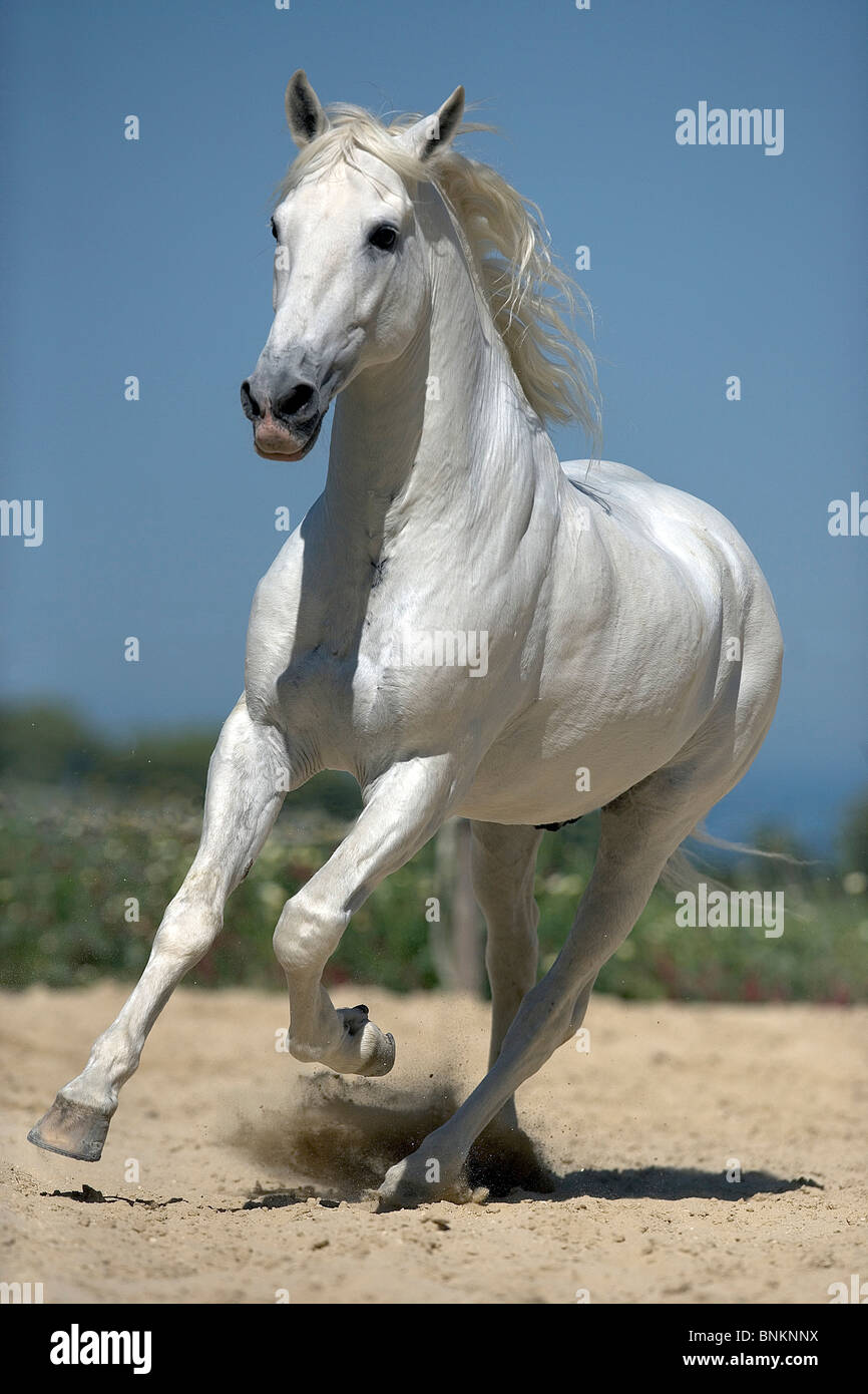 Andalusian horse galloping Stock Photo - Alamy