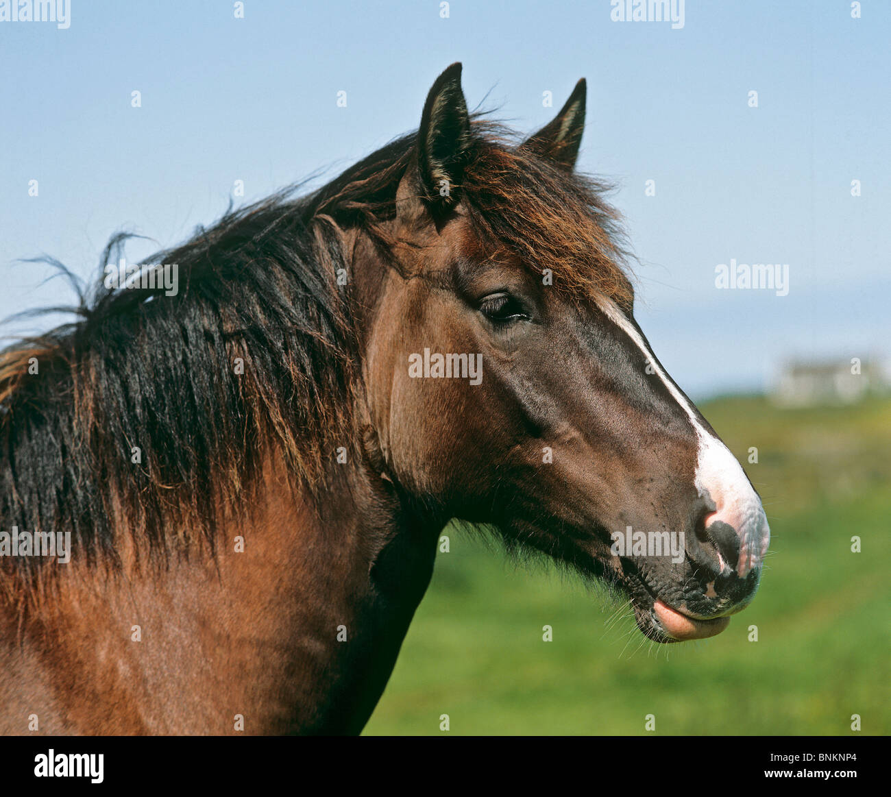 Portrait heavy horse hi-res stock photography and images - Alamy