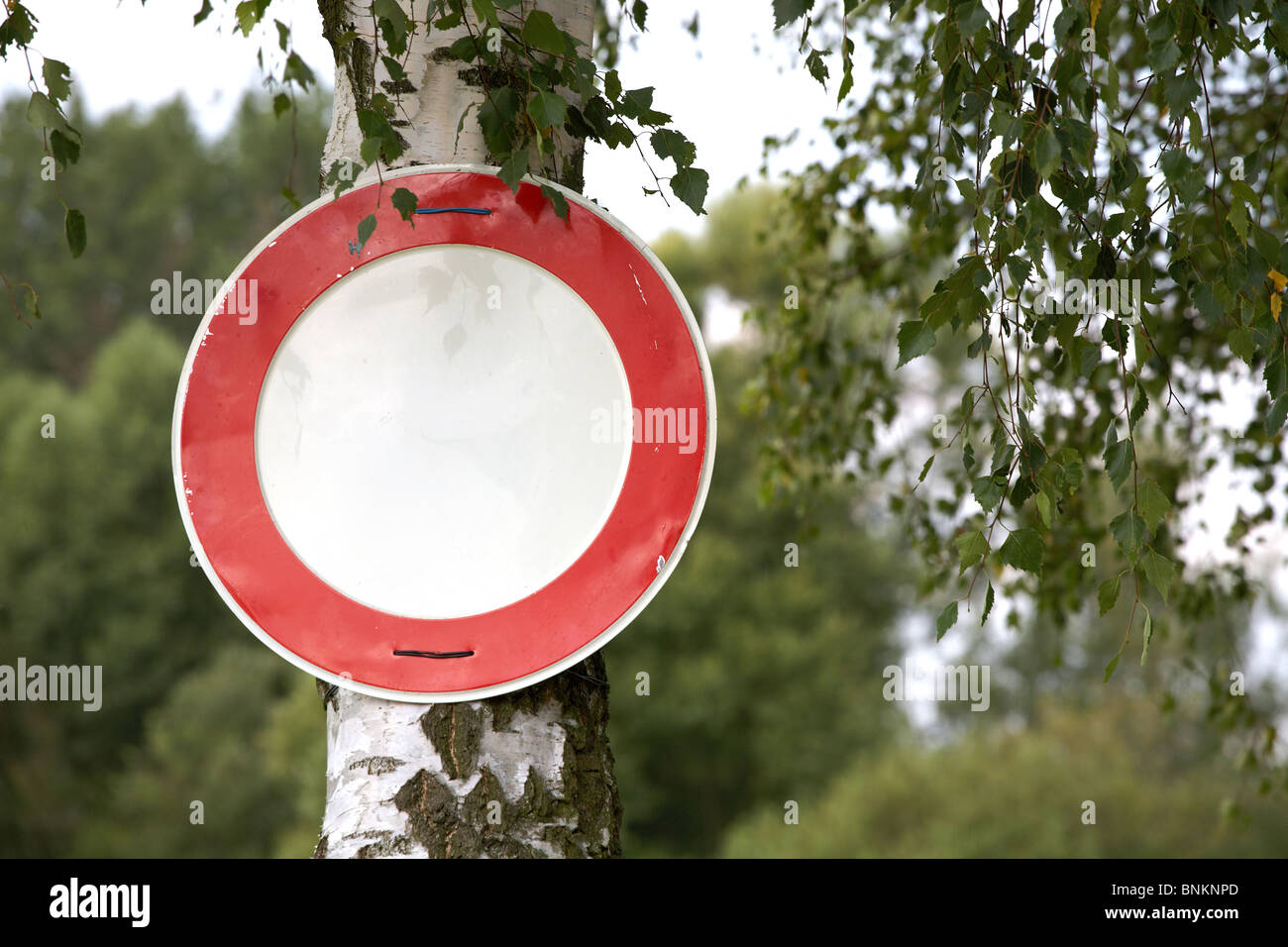 A traffic sign on a birch Stock Photo - Alamy