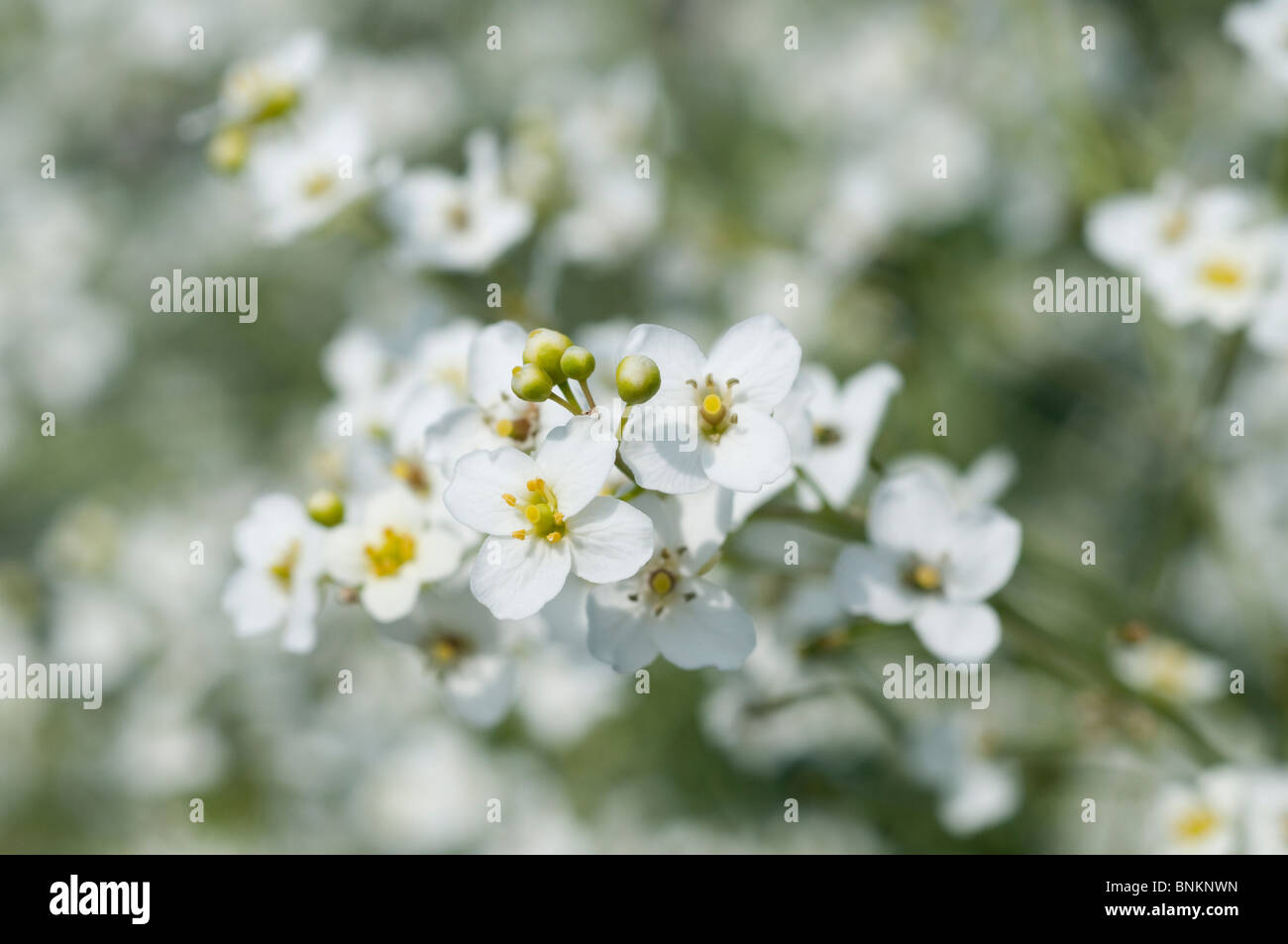 Crambe cordifolia hi-res stock photography and images - Alamy