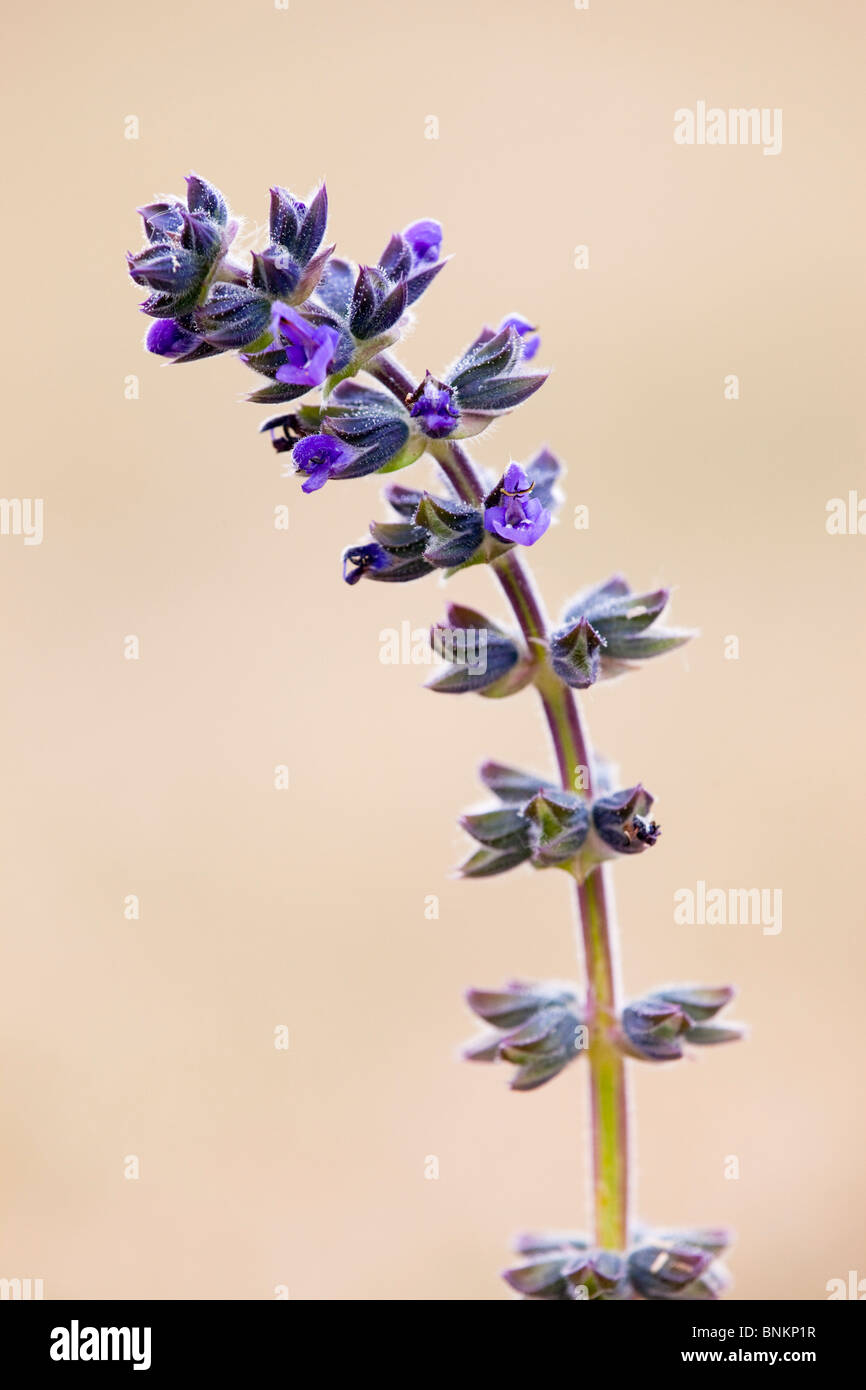 Wild Clary; Salvia verbenaca Stock Photo - Alamy