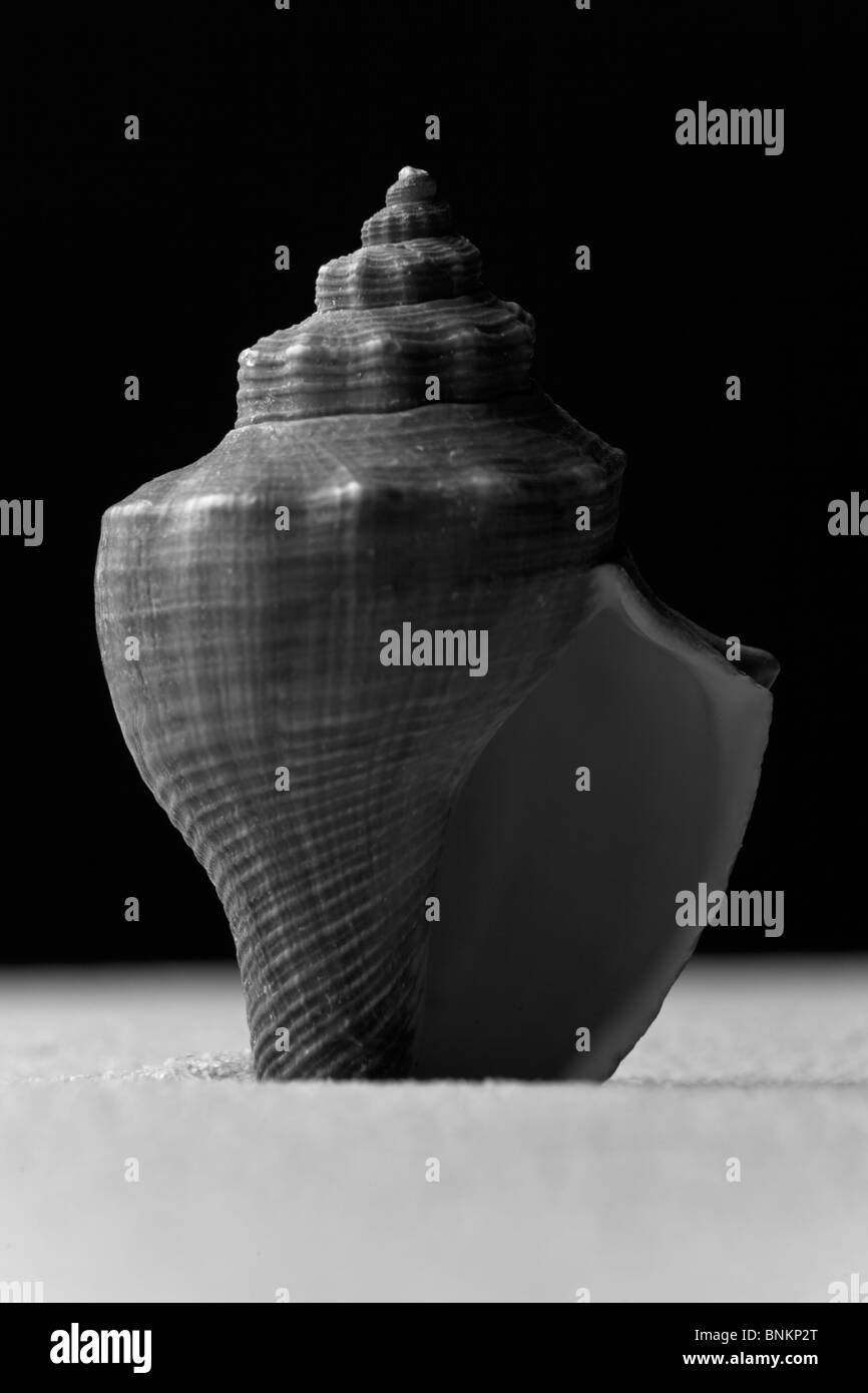 Clam beach Black and White Stock Photos & Images - Alamy