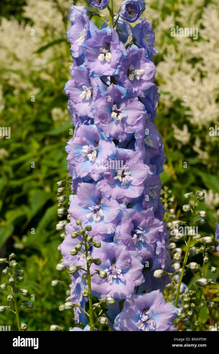 Plant single delphinium flower hi-res stock photography and images - Alamy