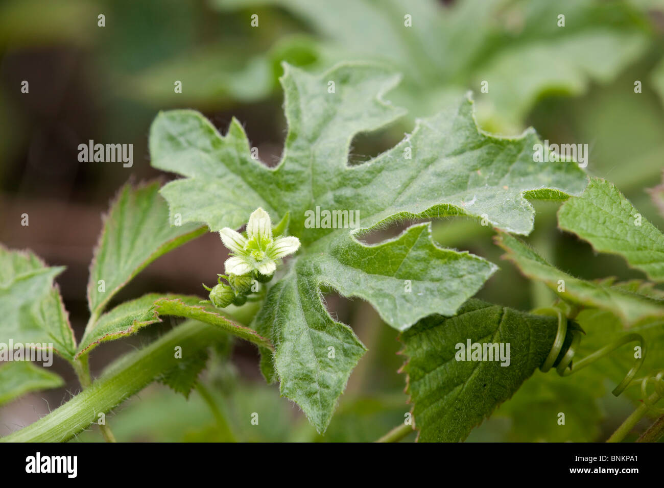 White Bryony; Bryonia cretica Stock Photo - Alamy